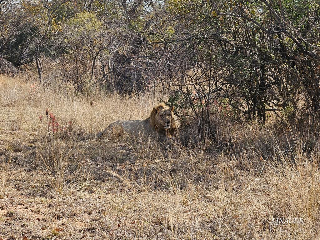 Lion Attack Human In Africa